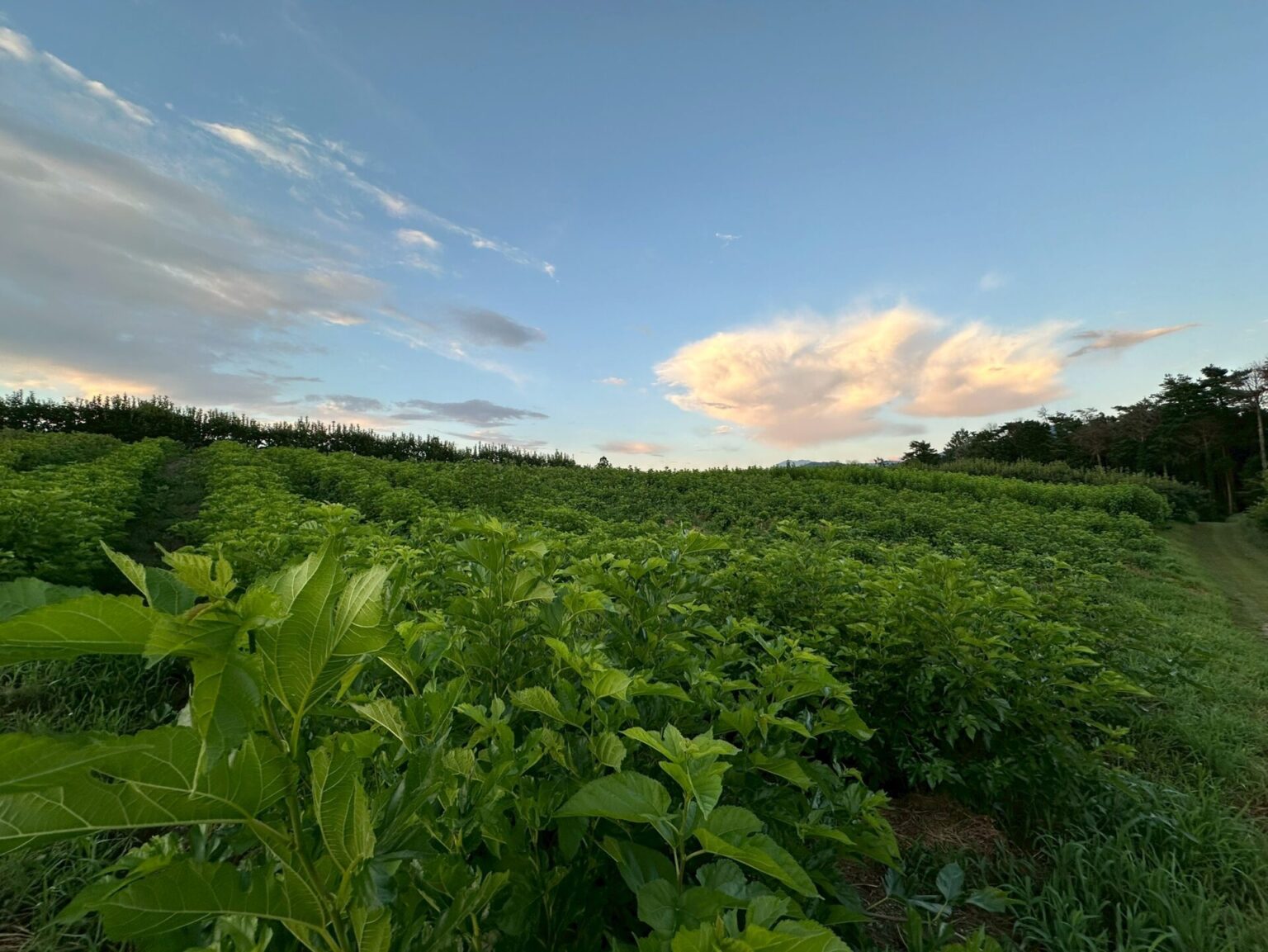 From Farm to Fashion: The (re)Birth of Silk Weaving in Japan – Kyoto ...